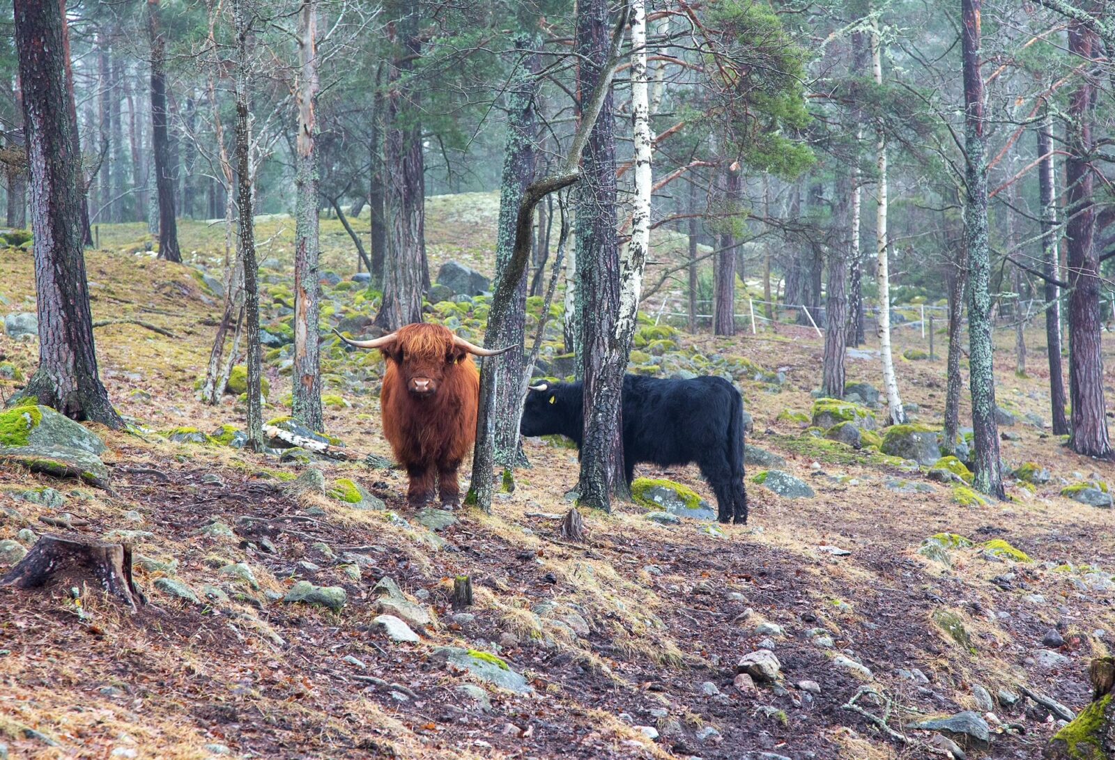 Explore Hiking Sections of the Stockholm Archipelago Trail