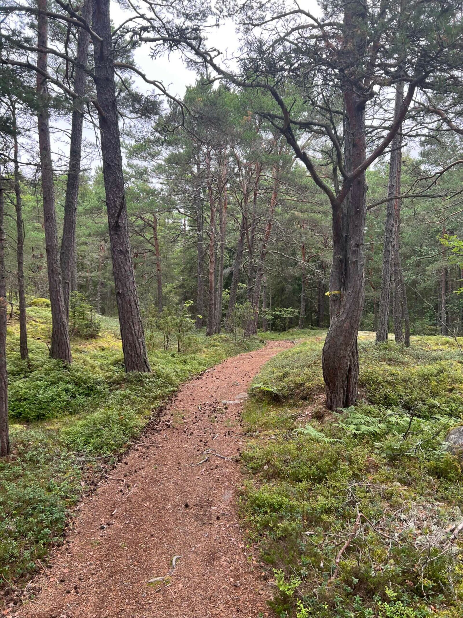Explore Hiking Sections of the Stockholm Archipelago Trail