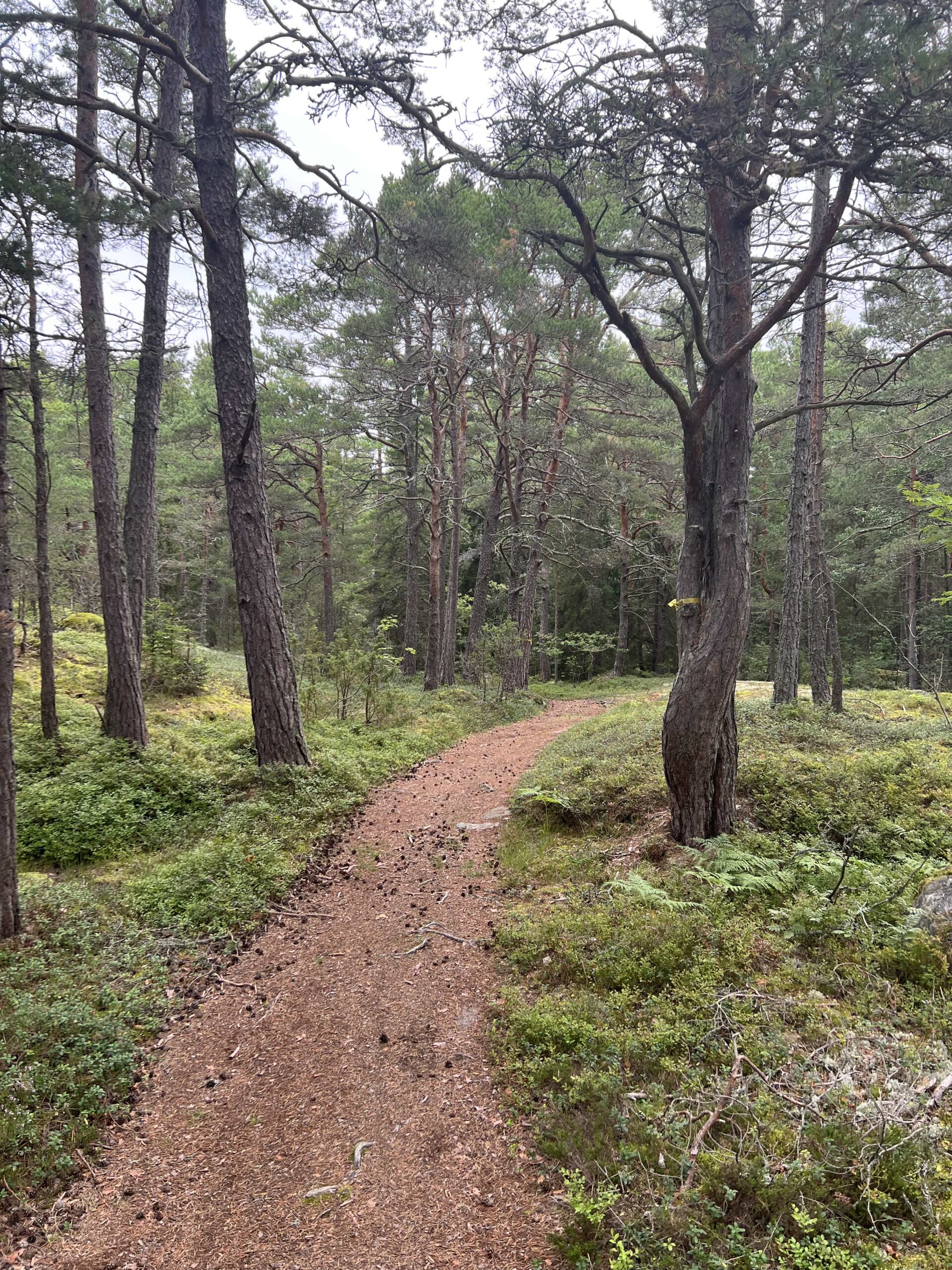 Explore Hiking Sections of the Stockholm Archipelago Trail